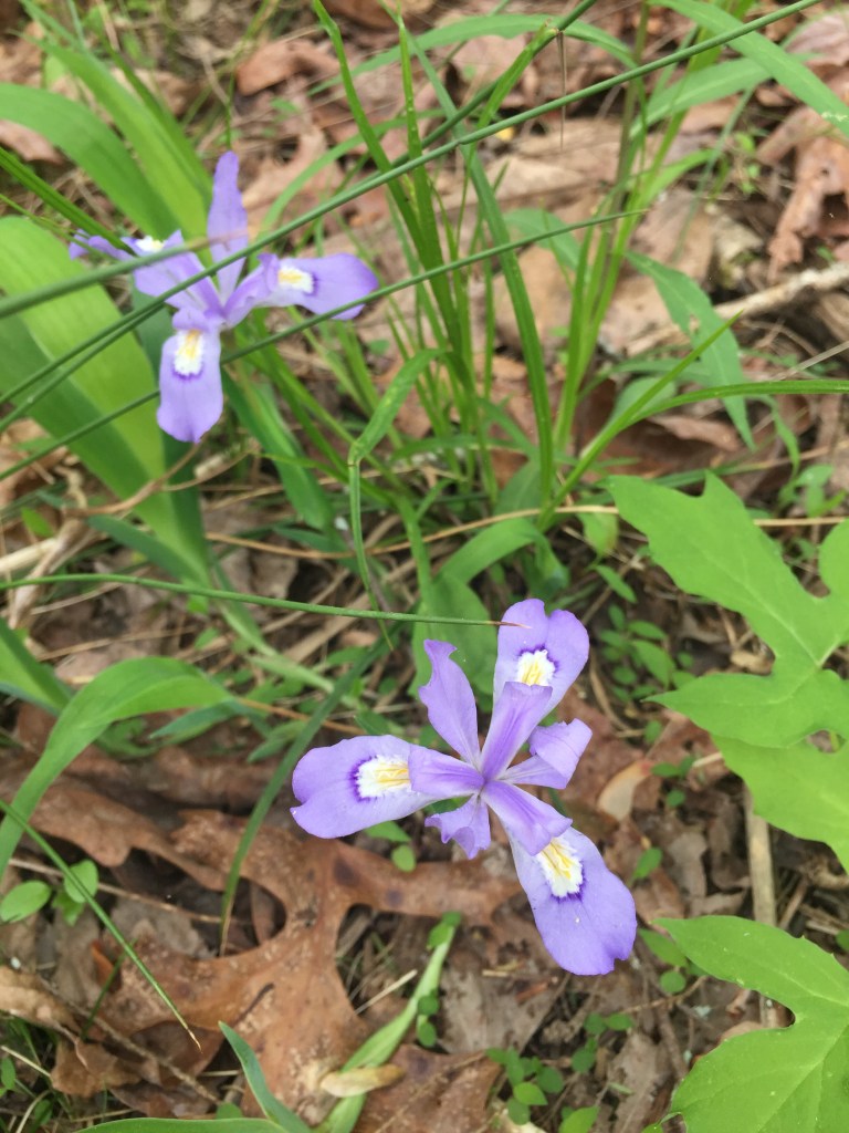 Plant of the Week – Wild Iris – Cumberland Falls Farm