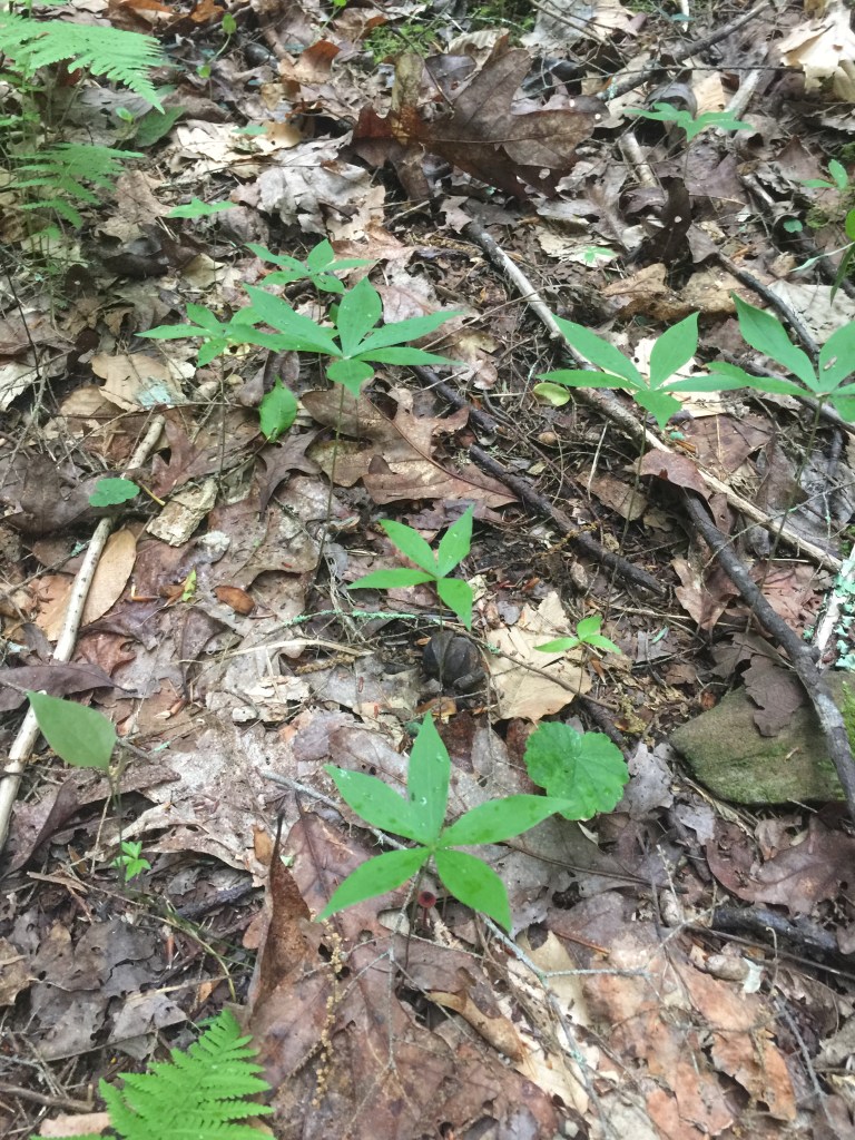 Indian Cucumber – Plant of the Week – Cumberland Falls Farm