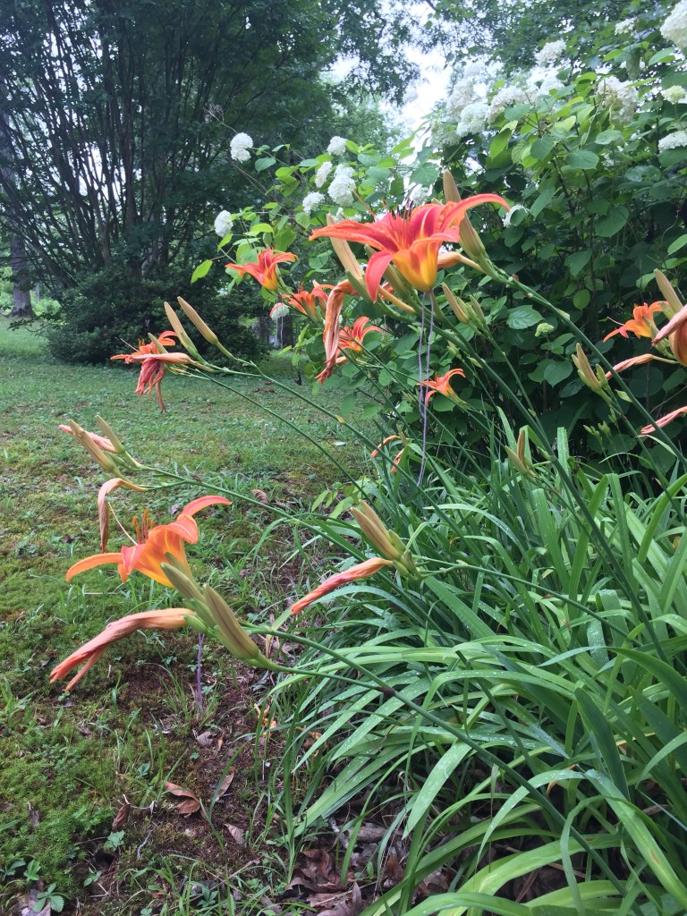 Road Lily – Plant of the Week – Cumberland Falls Farm