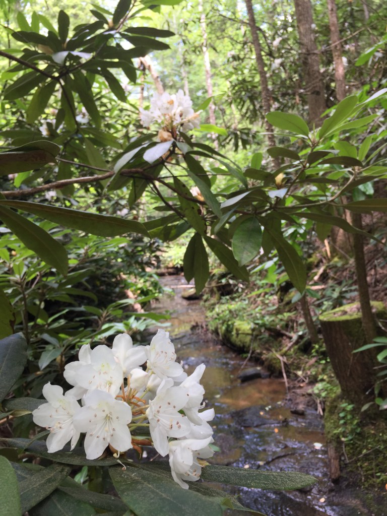 Rhododendron – Plant of the Week – Cumberland Falls Farm